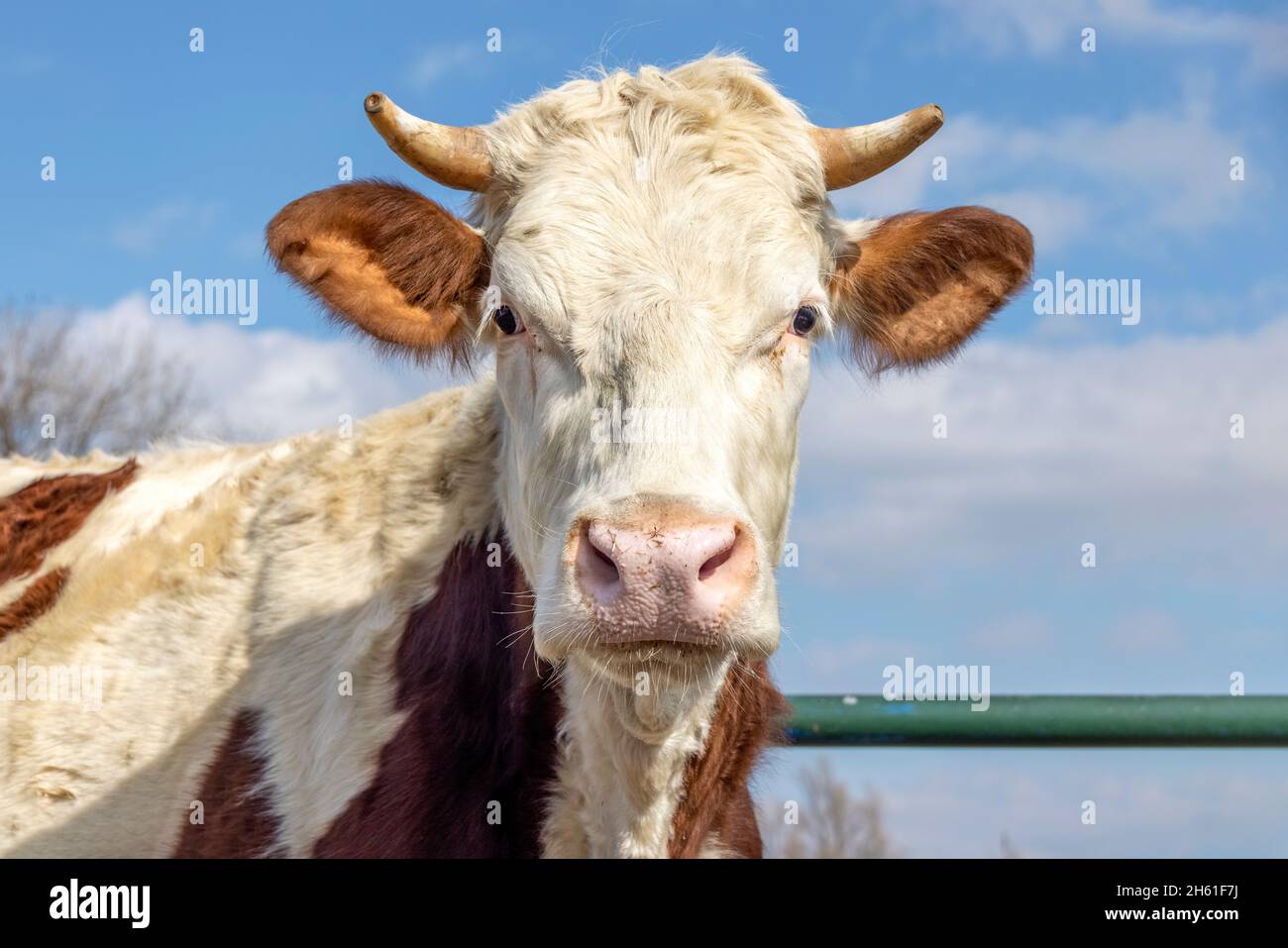 Pink cow nose hi-res stock photography and images - Alamy