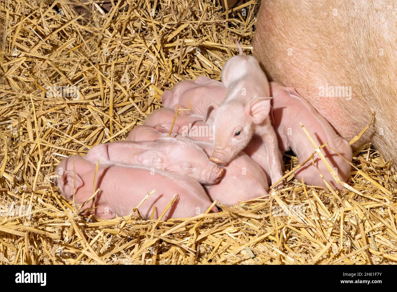 Cute piglets just born, little pink cute lying bunch in the straw Stock ...
