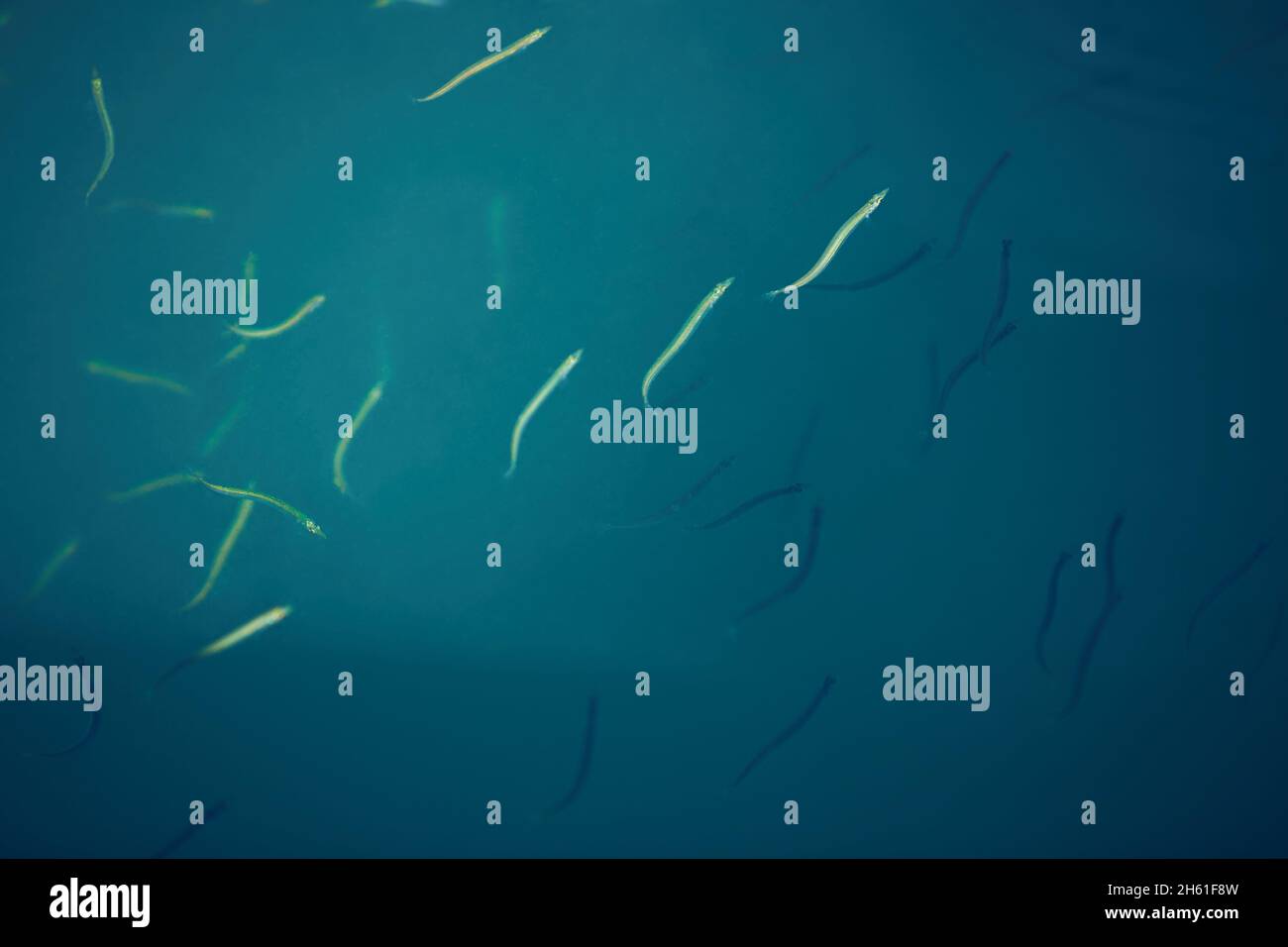 Small sandeel fishes in sea water Stock Photo - Alamy