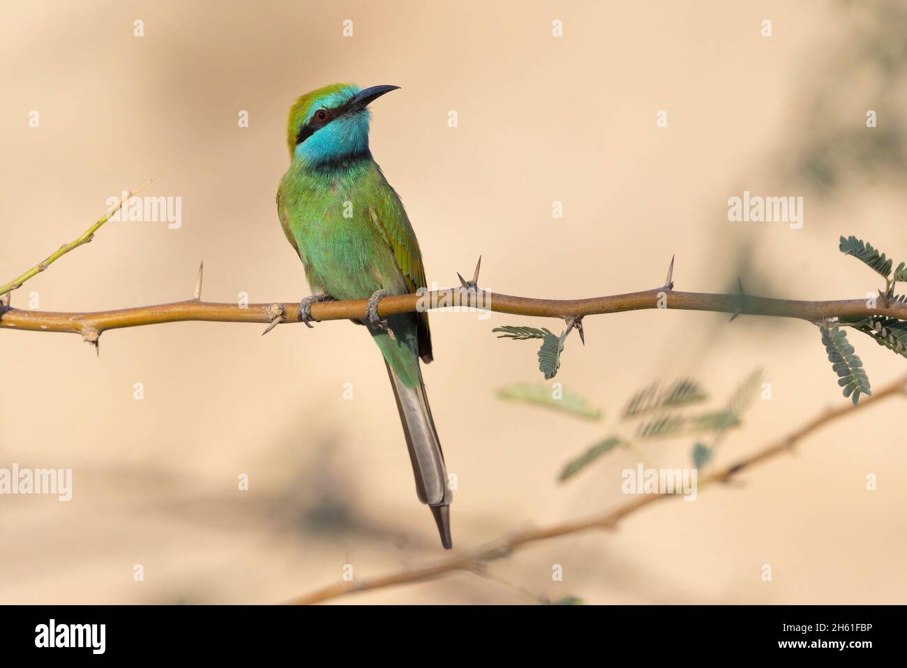 Arabian Green Bee-eater, Mount Nebo western slopes, Jordan, October ...
