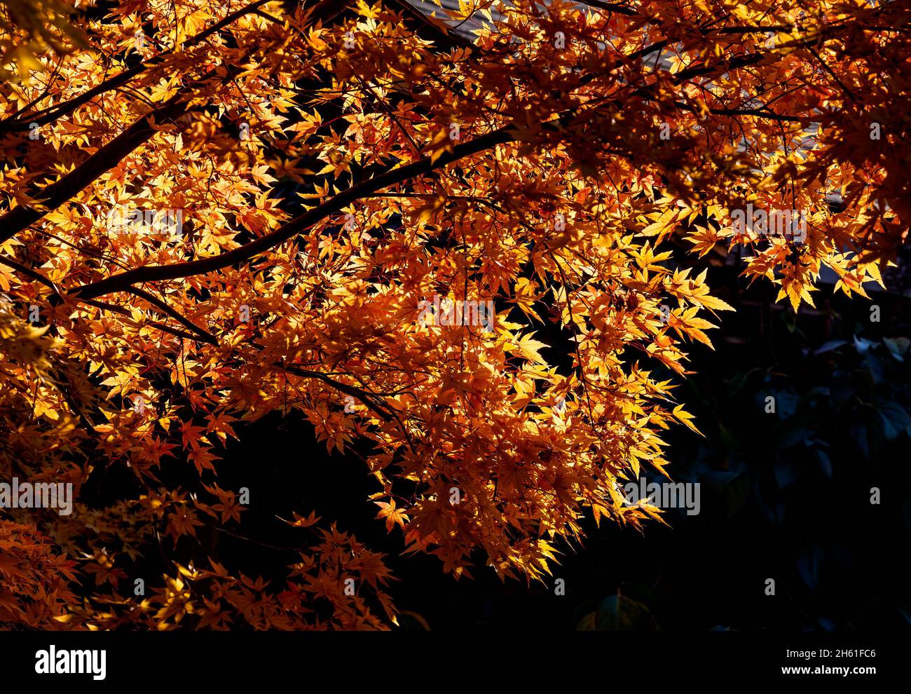 Fall colours in the late afternoon sun Stock Photo - Alamy