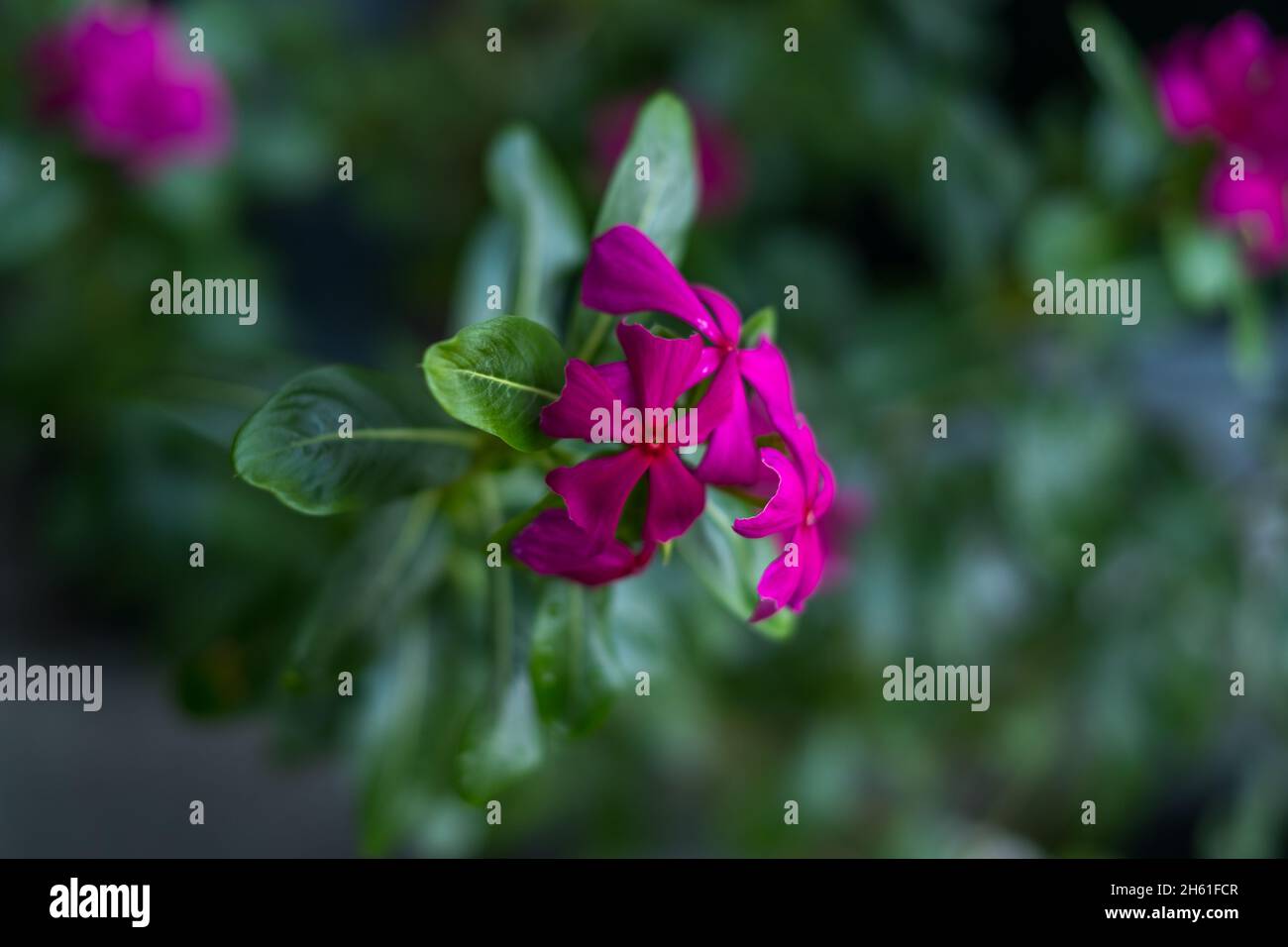 Close-up photo of purple beautiful blooming flowers. Green leaves with ...