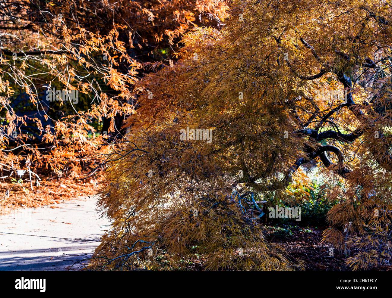 Fall colours in the late afternoon sun Stock Photo - Alamy