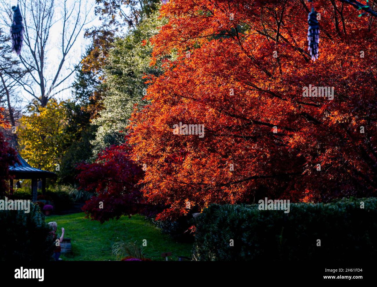 Fall colours in the late afternoon sun Stock Photo - Alamy
