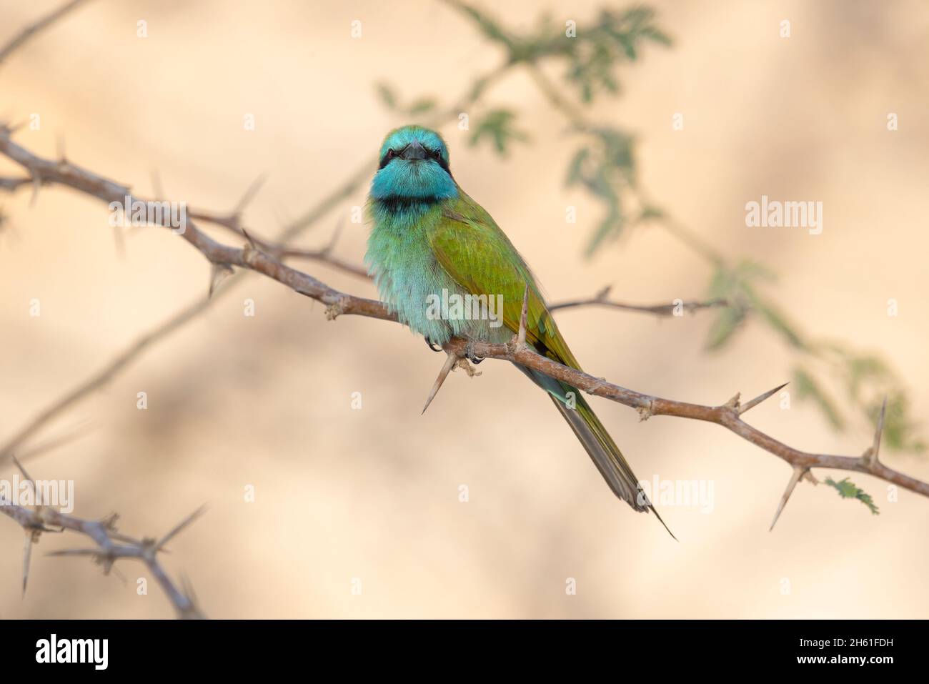 Green Bee-eater, Al Rama, Jordan, October 2021 Stock Photo - Alamy
