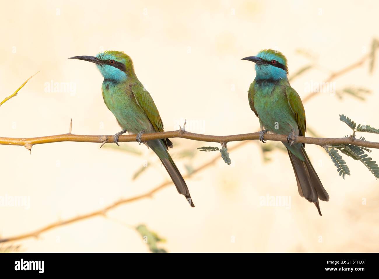 Arabian Green Bee-eater, Mount Nebo western slopes, Jordan, October ...