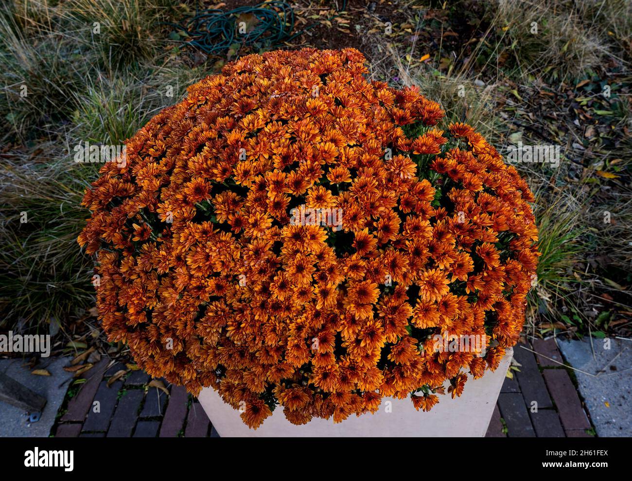 Fall Mums in a rural park Stock Photo - Alamy