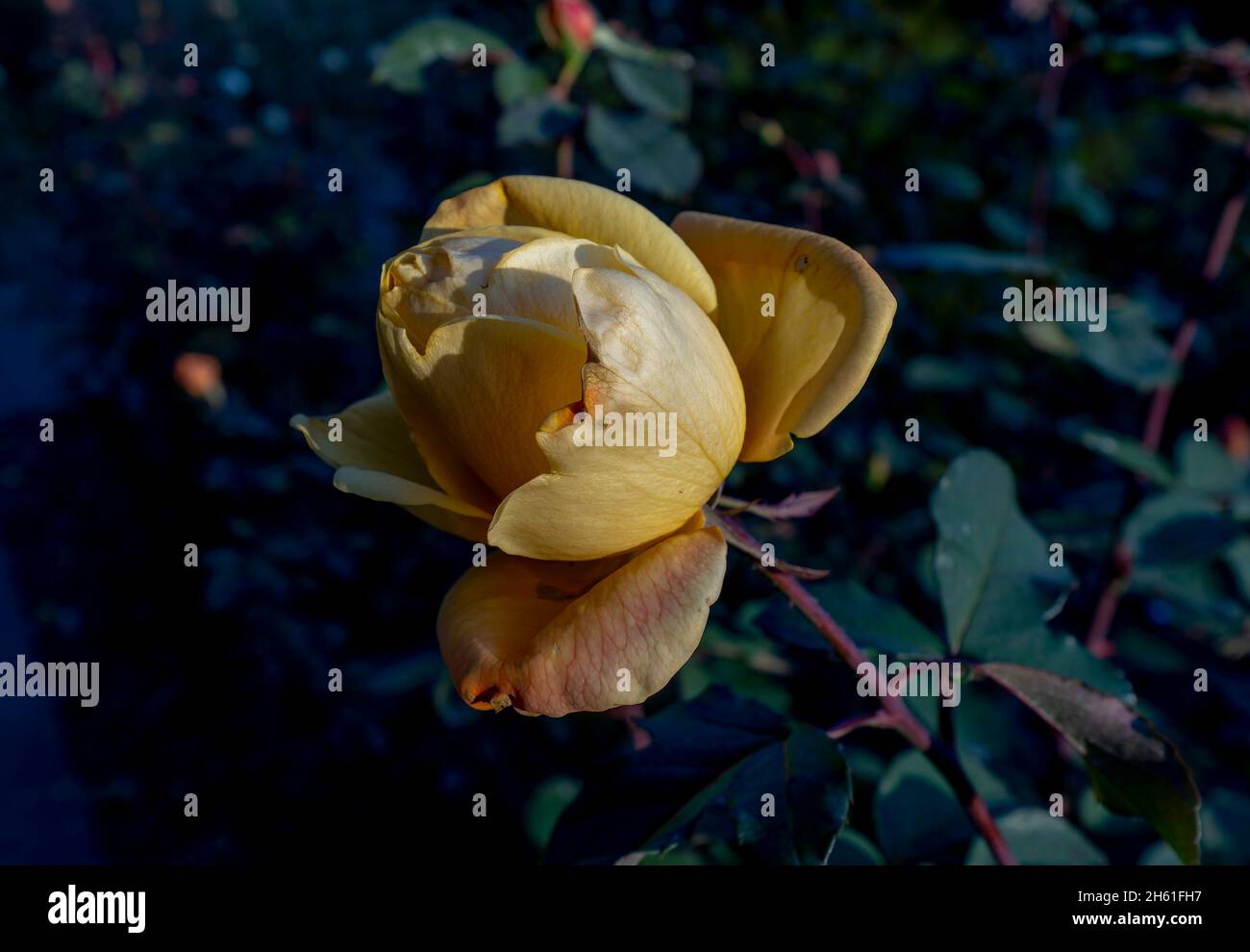 Late Autumn rose in bloom Stock Photo - Alamy