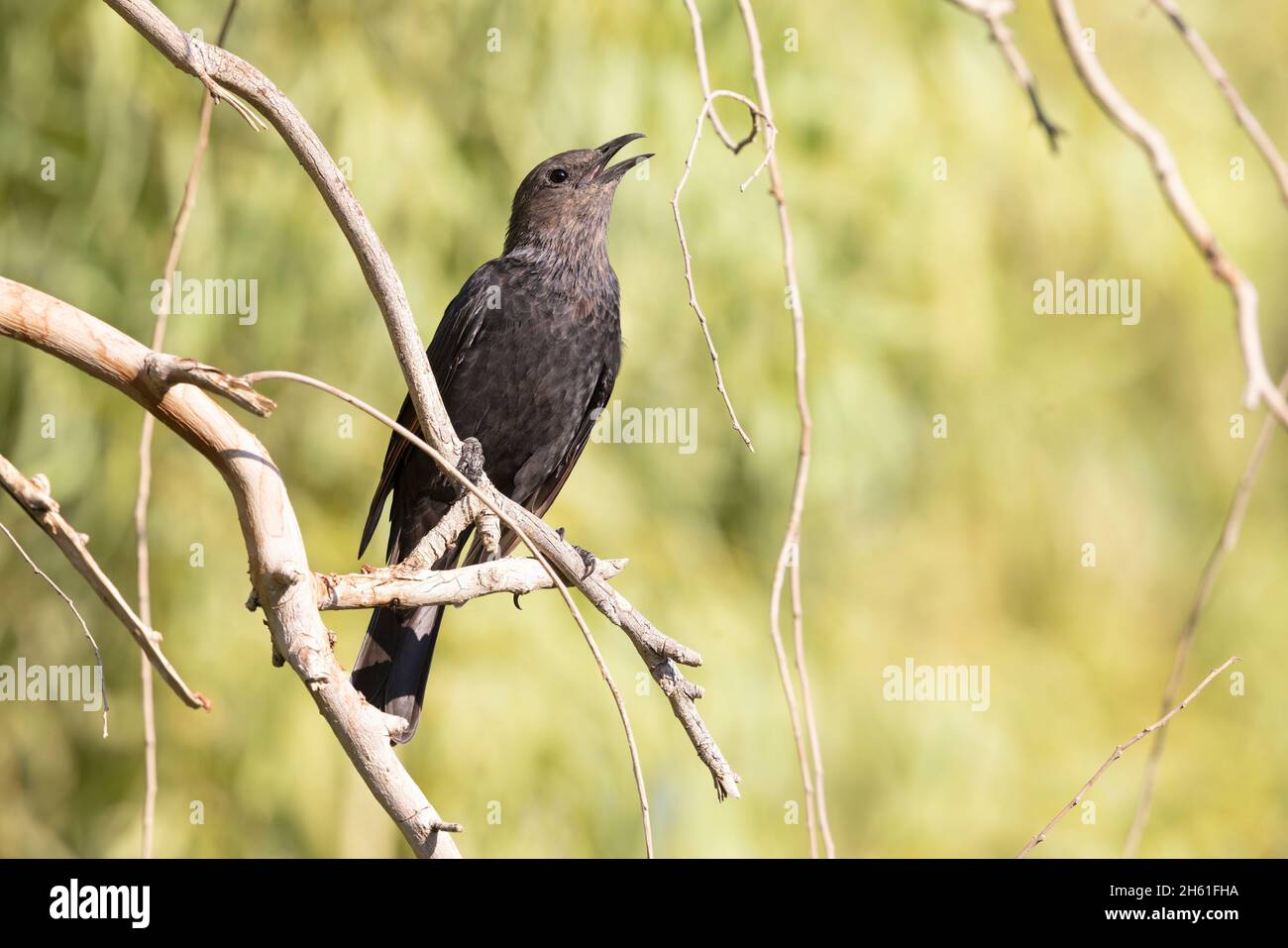 Tristram's starling, Swemeh, Dead sea, Jordan, October 2021 Stock Photo ...