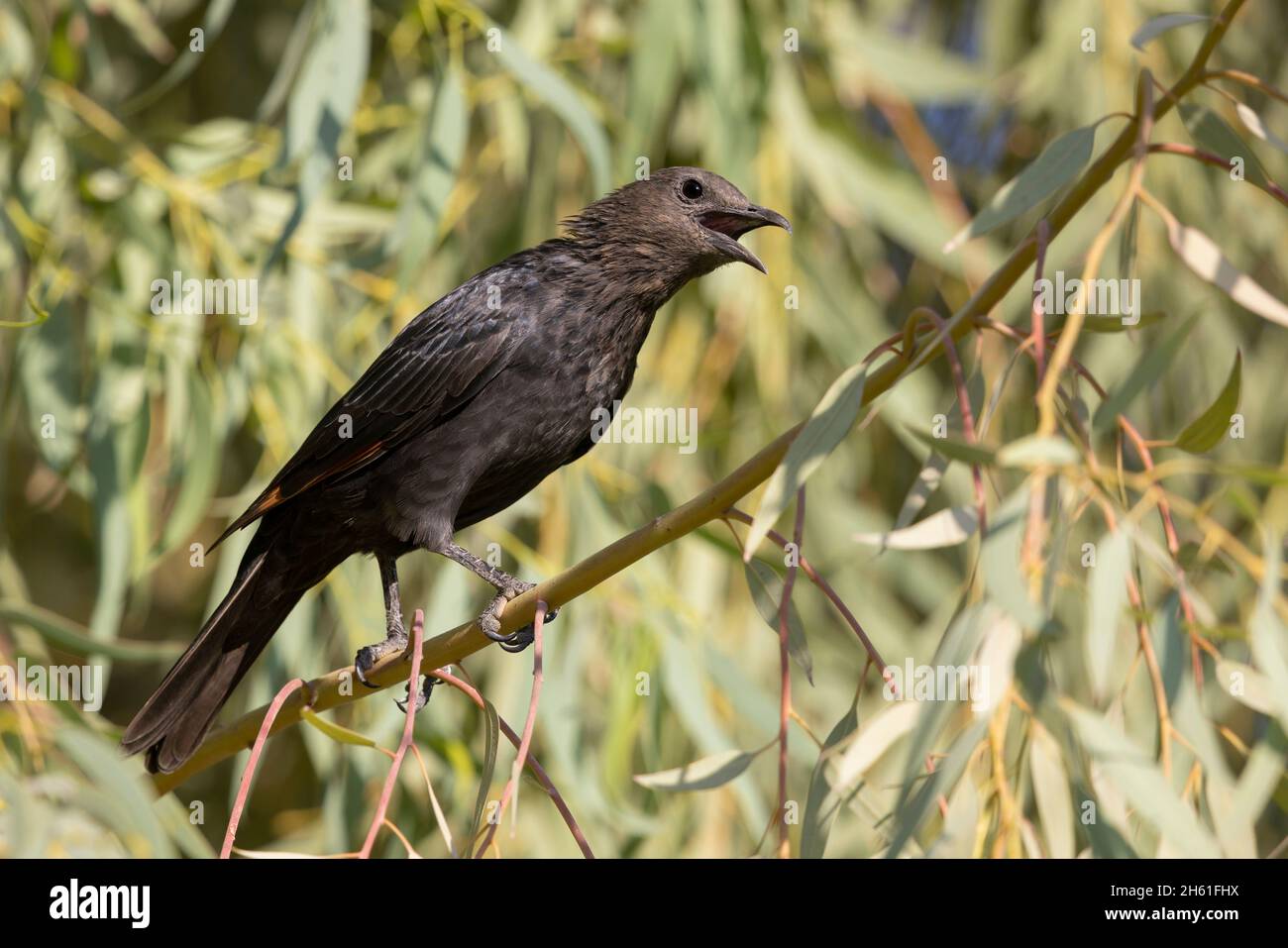 Tristram's starling, Swemeh, Dead sea, Jordan, October 2021 Stock Photo ...
