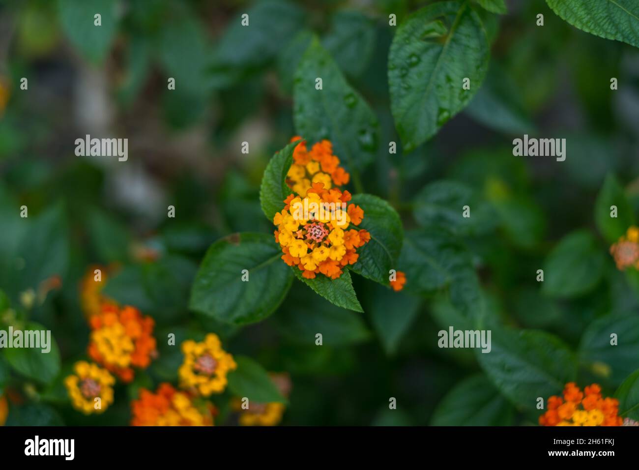 Close-up photo of the orange and yellow beautiful blooming flowers ...