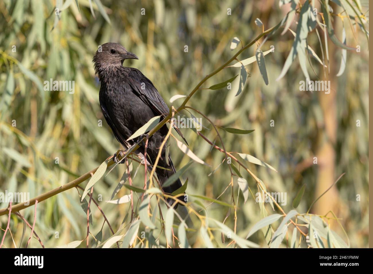 Tristram's starling, Swemeh, Dead sea, Jordan, October 2021 Stock Photo ...