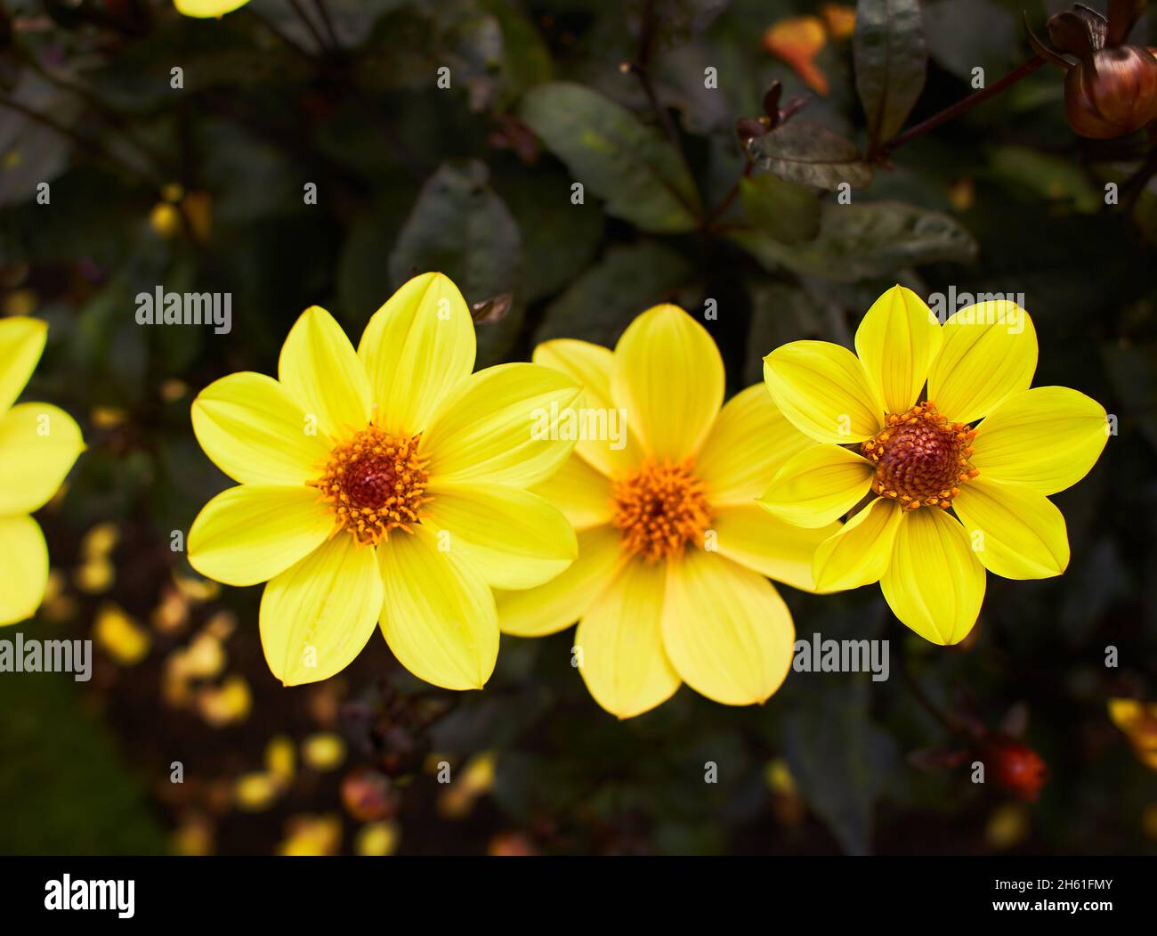 Close up of yellow Dahlia Mystic Haze flowers in blooming. Autumn ...