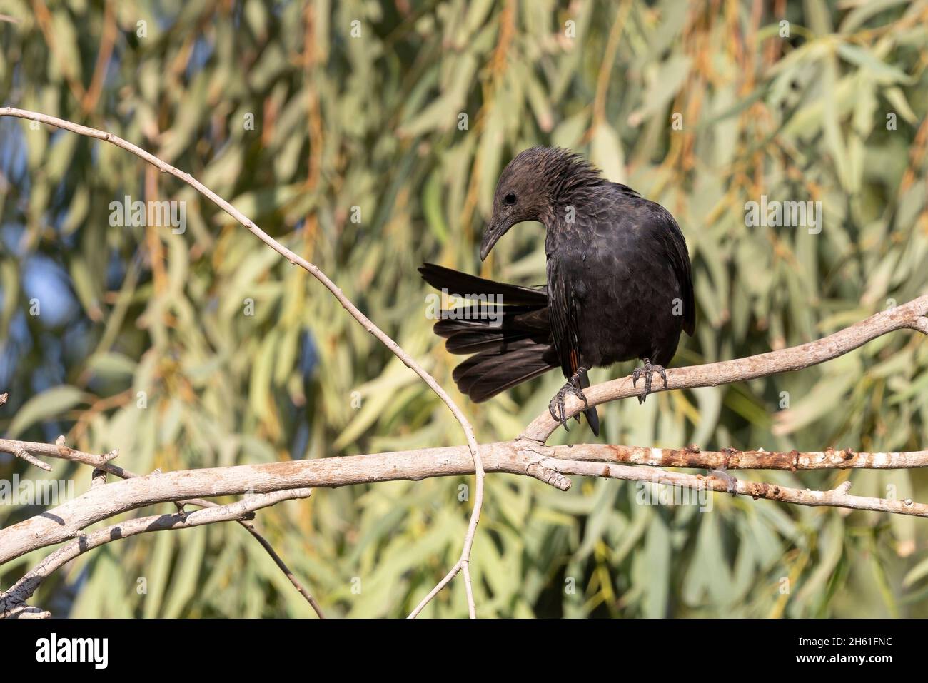 Tristram's starling, Swemeh, Dead sea, Jordan, October 2021 Stock Photo ...