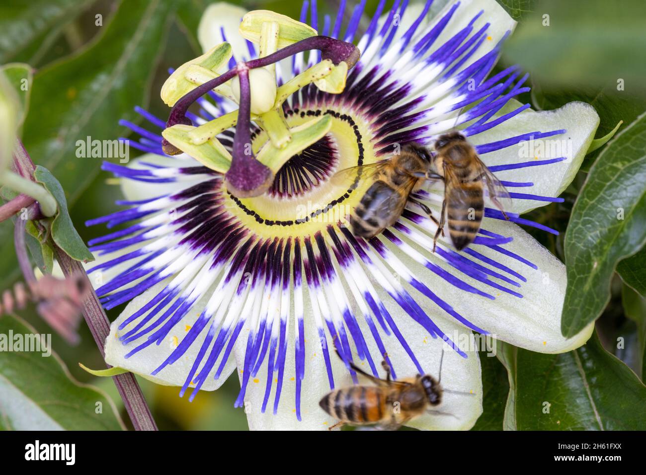 Bees on a passion flower Passiflora caerulea Passionflower against ...