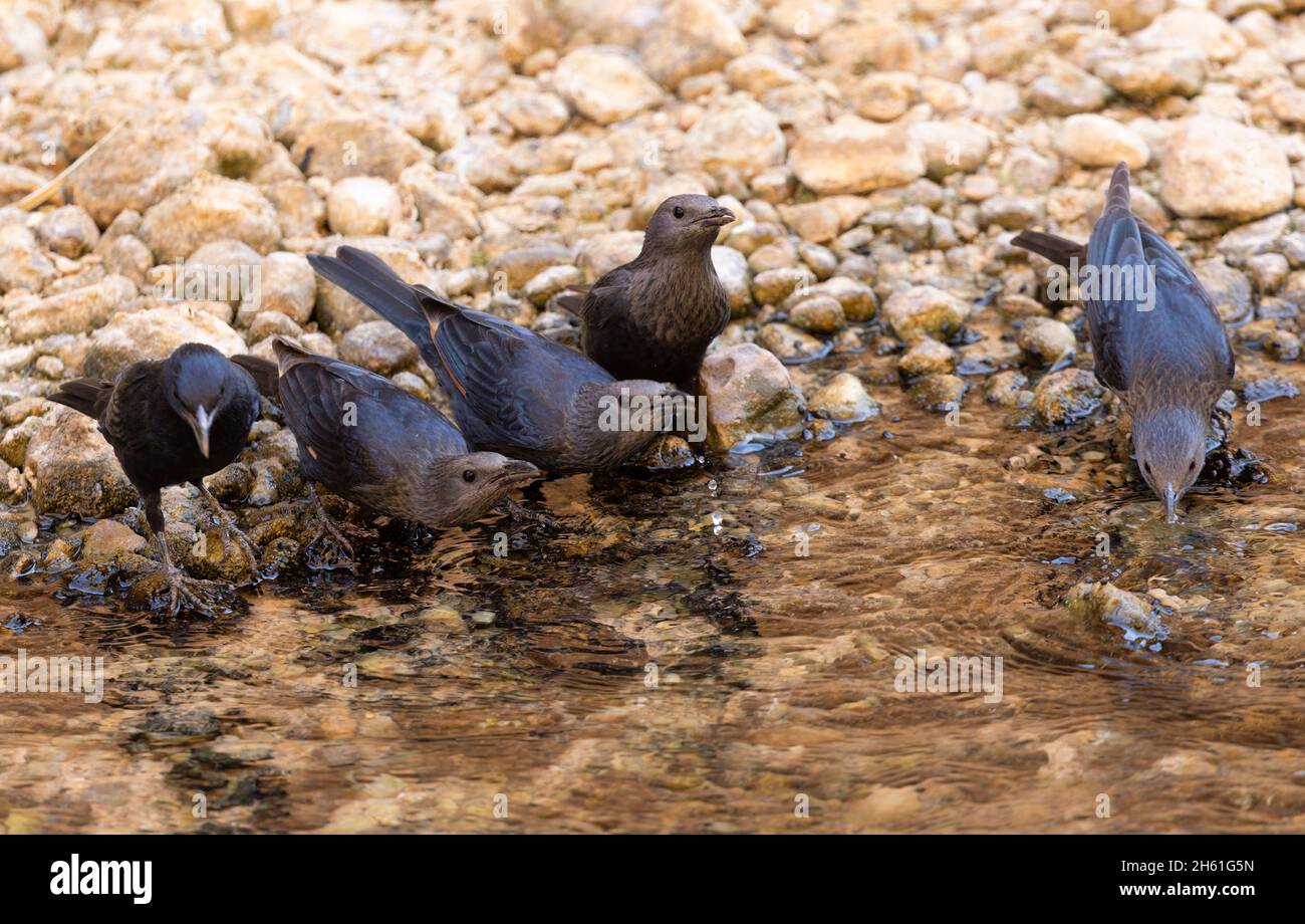 Tristram's starling, Wadi Moujib, Jordan Valley, October 2021 Stock Photo - Alamy