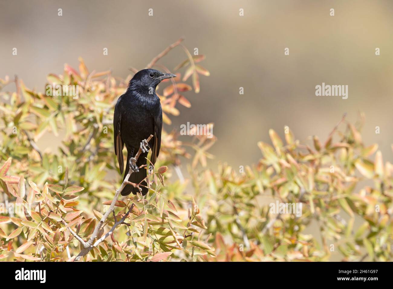 Tristram's Starling, Dana Biosphere Reserve, Jordan, October 2021 Stock ...