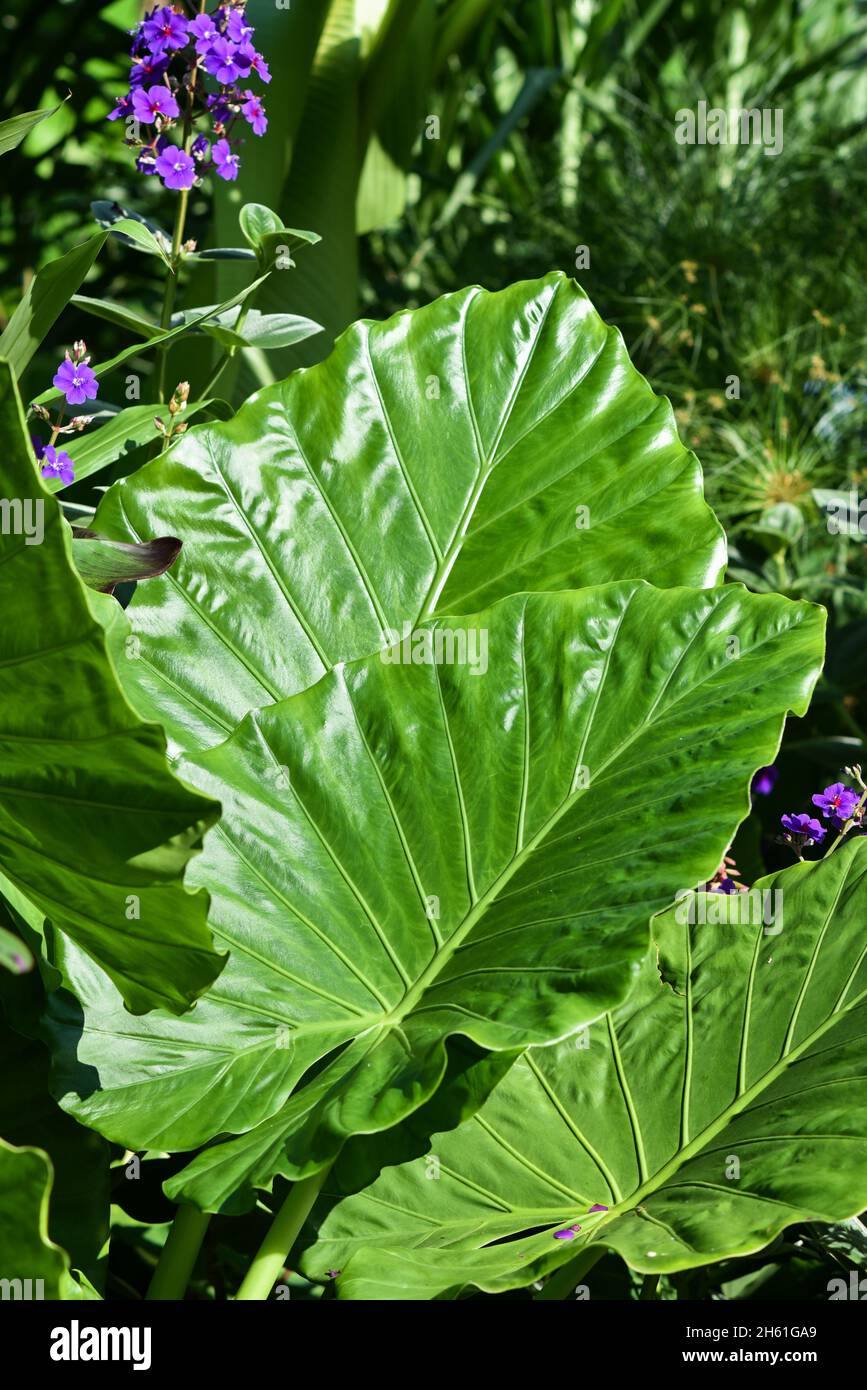 Large, green, leaves in the garden Stock Photo - Alamy
