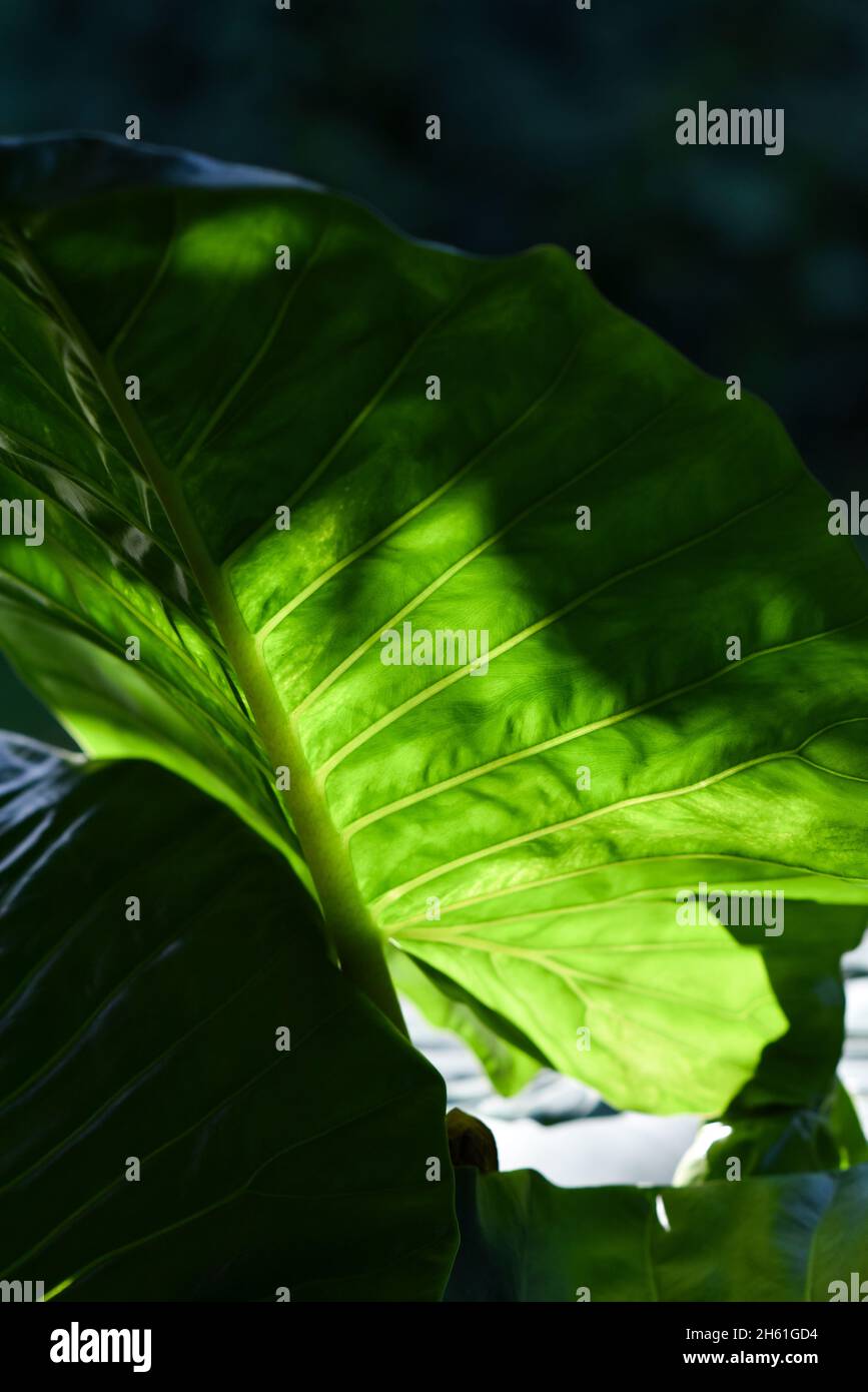 Large, green, leaves in the garden Stock Photo - Alamy