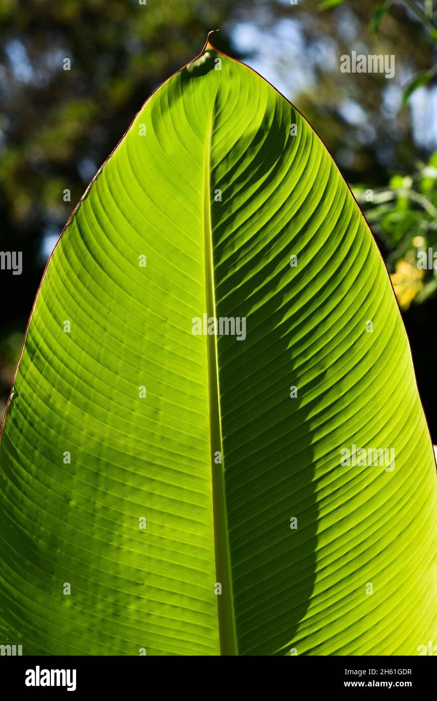 Large, green, leaves in the garden Stock Photo - Alamy