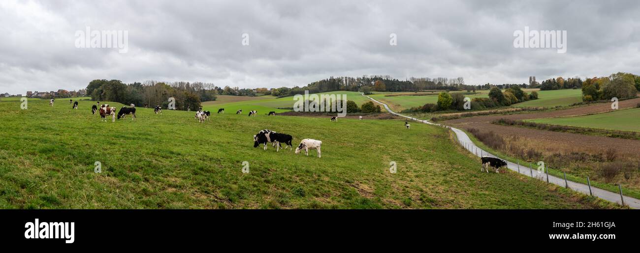 Extra large panoramic view over hills, meadows and grazing cattle Stock ...