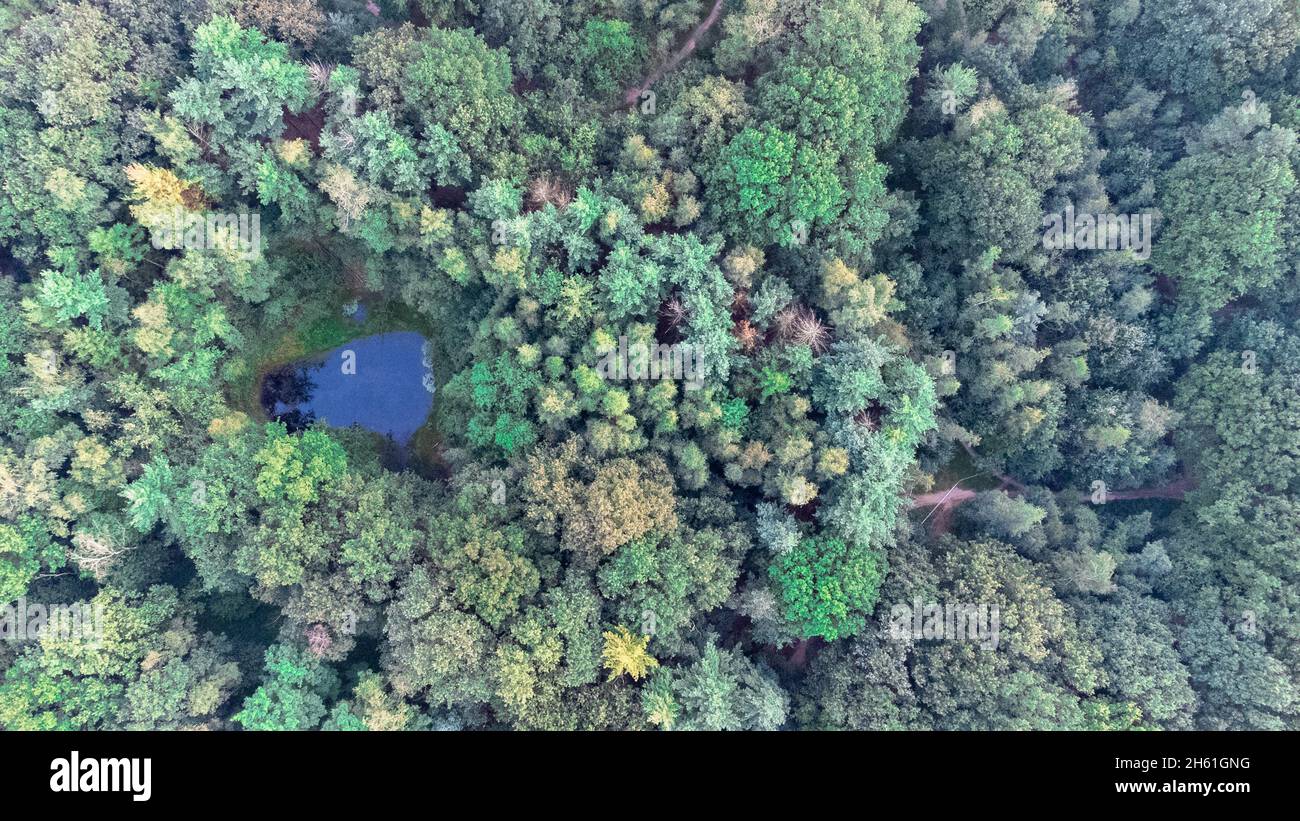 Aerial bird view over beautiful temperate coniferous forest over top of ...