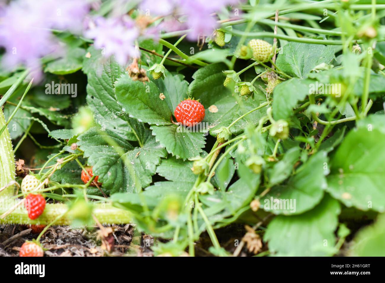 Organic bio strawberry growing in the garden Stock Photo - Alamy