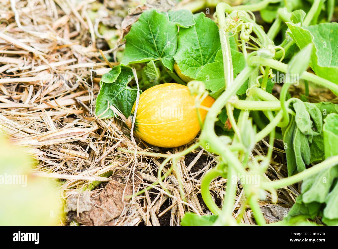 Yellow round zucchini hi-res stock photography and images - Alamy