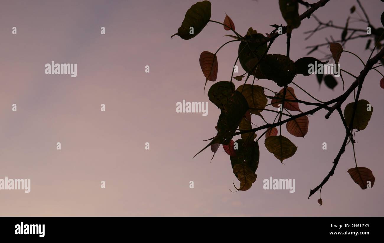 Arayal hi-res stock photography and images - Alamy