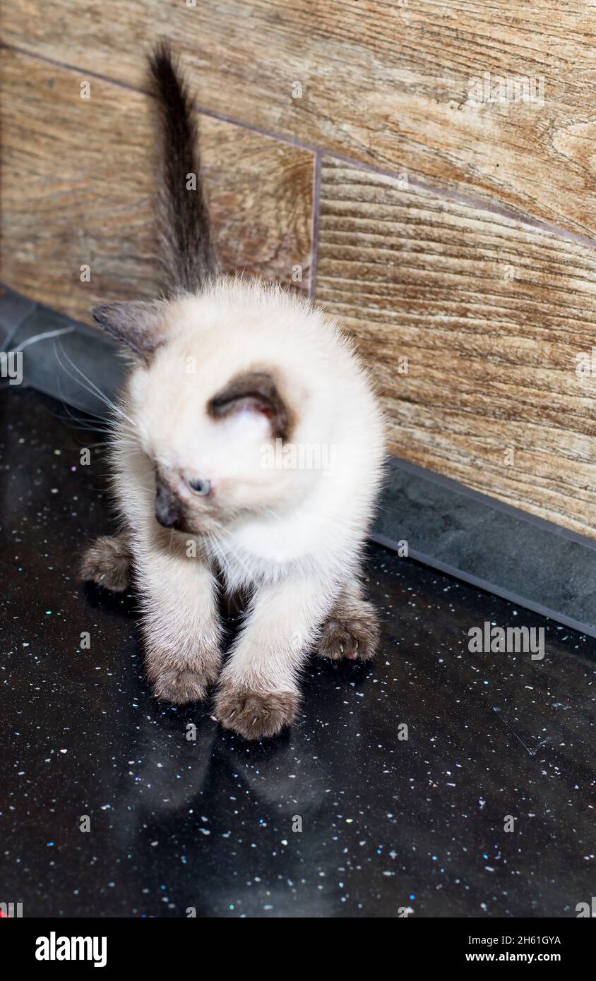 thai kitten on the black countertop, kitten in the kitchen, homemade ...