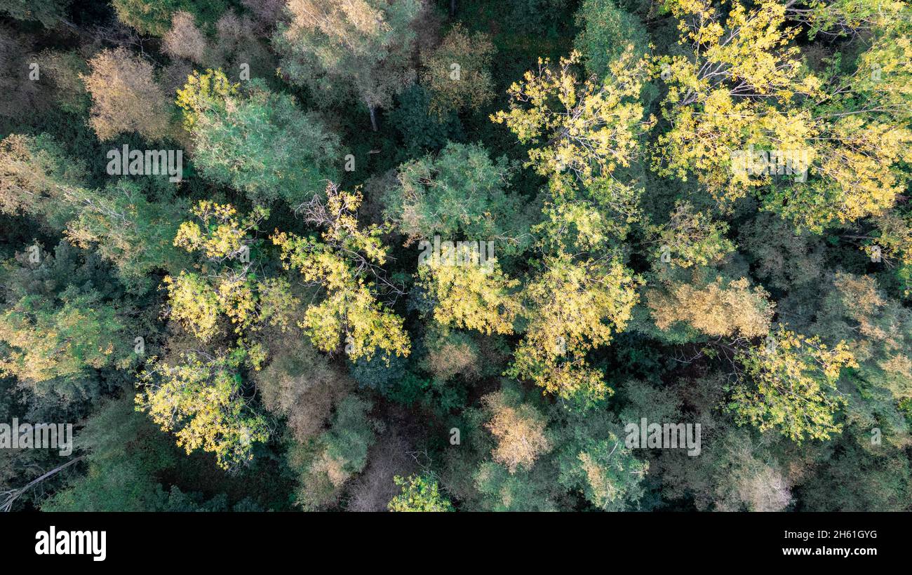 Aerial bird view over beautiful temperate coniferous forest over top of ...
