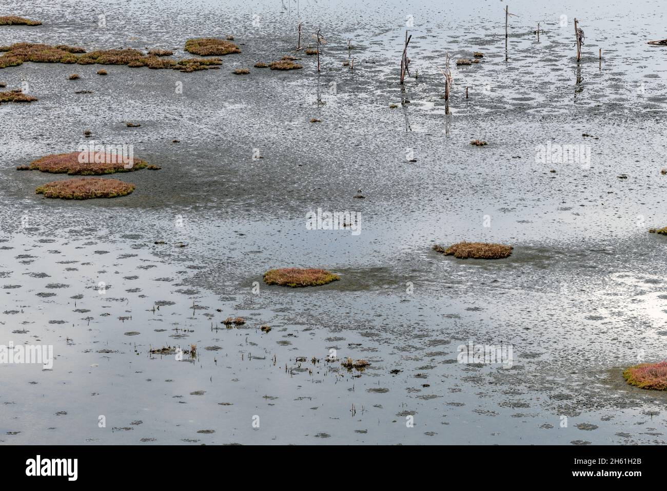 Abstract patterns on a salt marsh wet land. A wild life habitat Stock ...