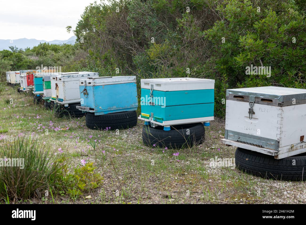 Bee hives and honey farming in the Greek countryside Stock Photo - Alamy