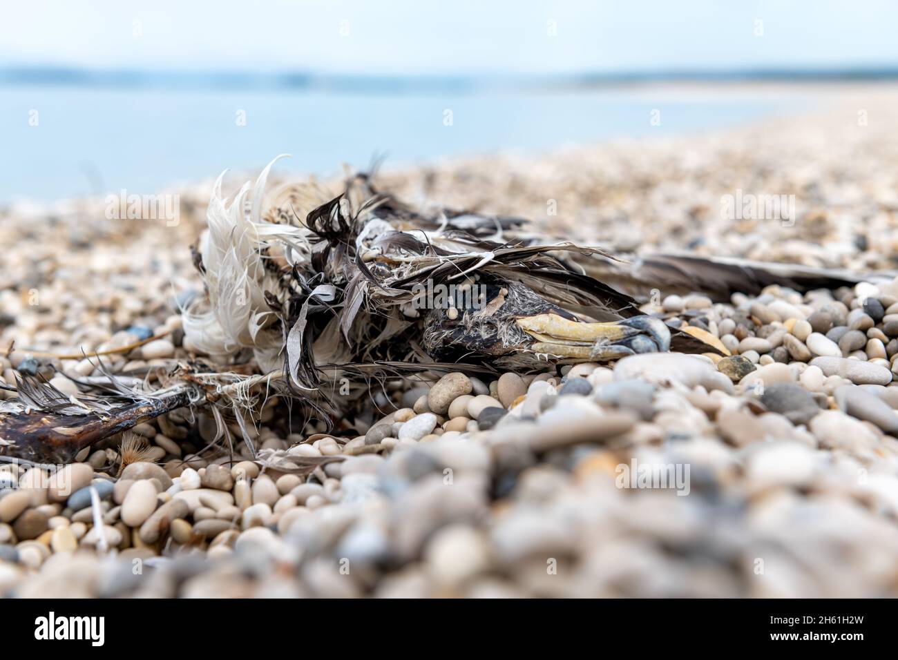 The carcass of a cormorant rotting on a pebble beach Stock Photo - Alamy