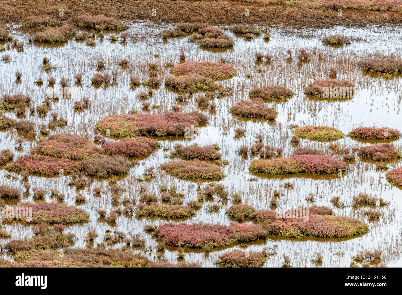 Abstract patterns on a salt marsh wet land. A wild life habitat Stock ...