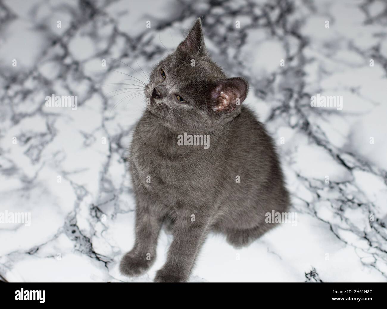 Scottish blue hi-res stock photography and images - Alamy