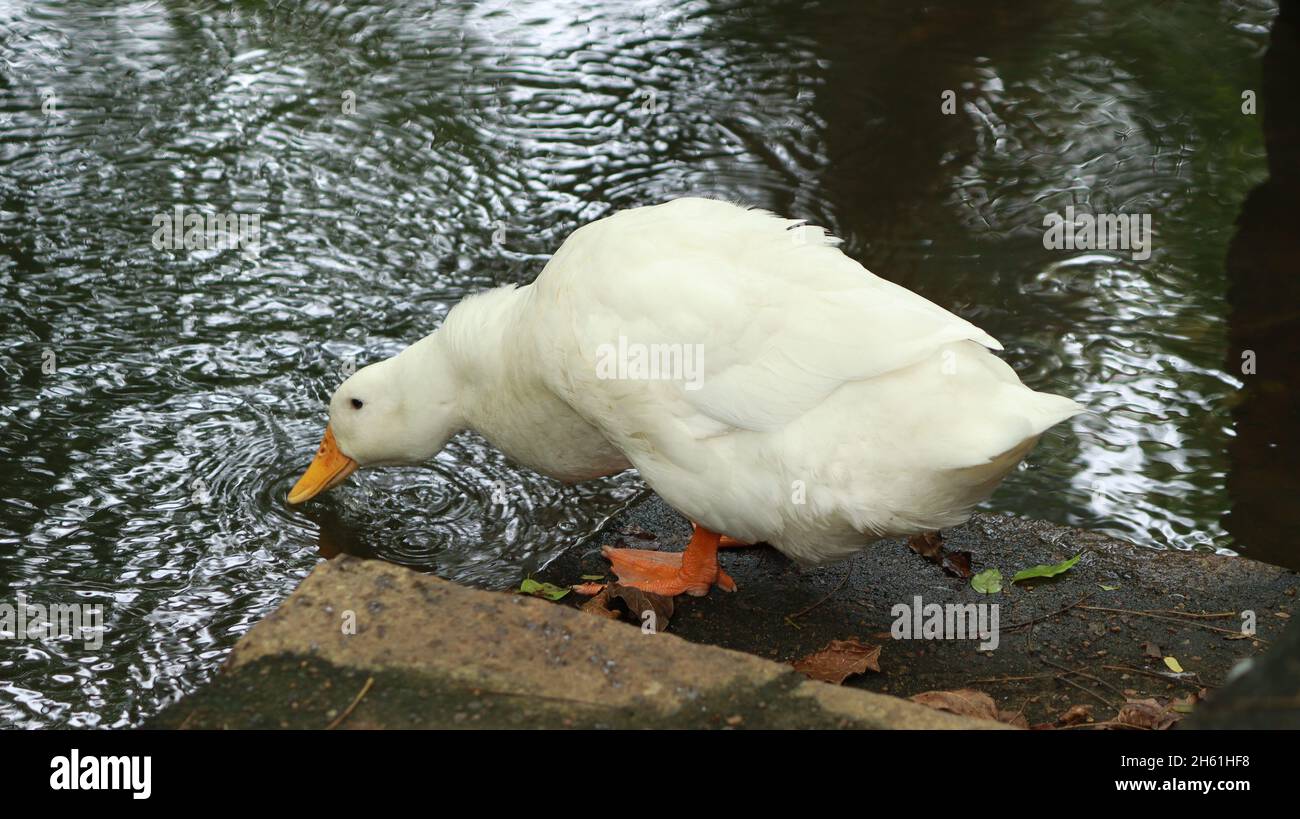 Fantastic view of a white duck drinking water Stock Photo - Alamy