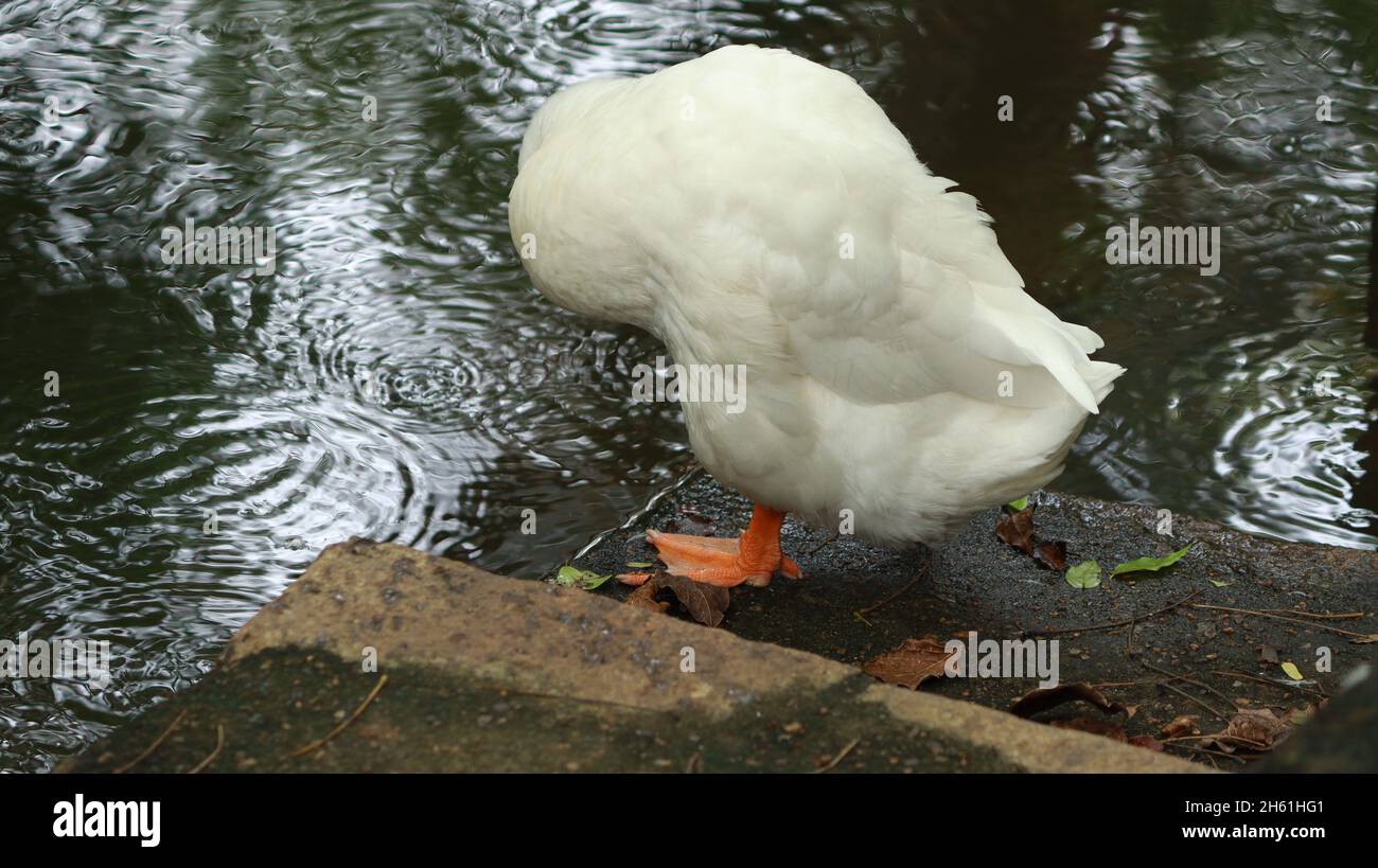 Hiding duck hi-res stock photography and images - Alamy
