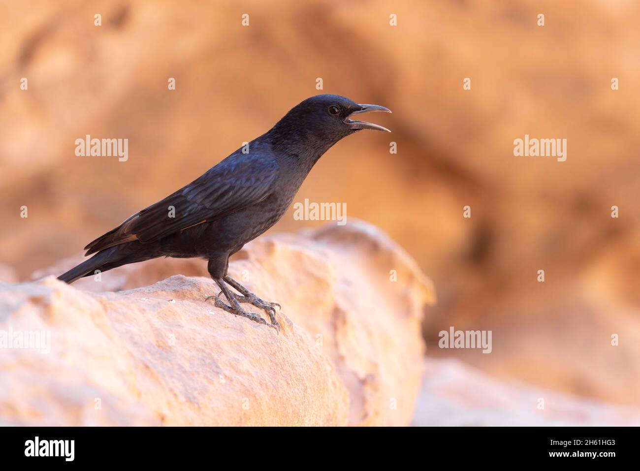 Tristram's starling, Wadi Rum, Jordan, October 2021 Stock Photo - Alamy