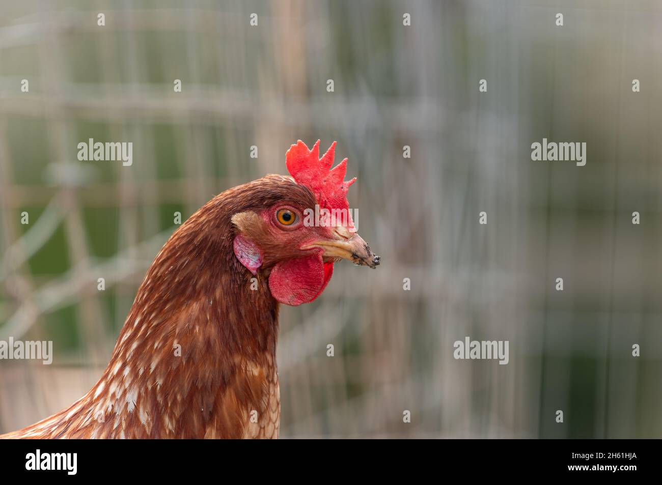 Free range hens in livestock farming in a village Stock Photo - Alamy