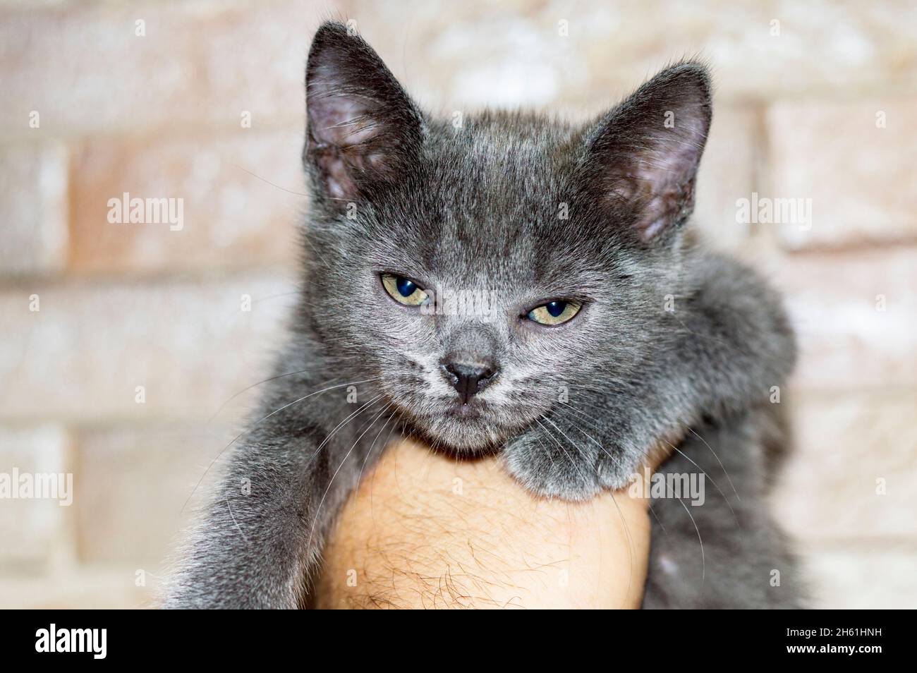 blue kitten on the background of a brick decorative wall, pet kitten ...