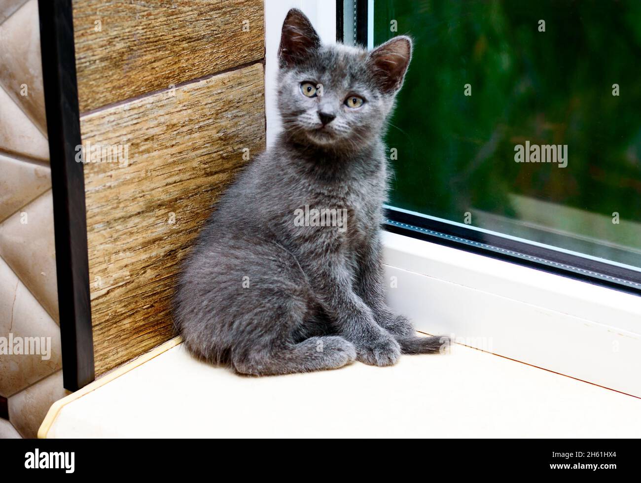 Scottish grey kitten on the windowsill by the window, kitten in the ...