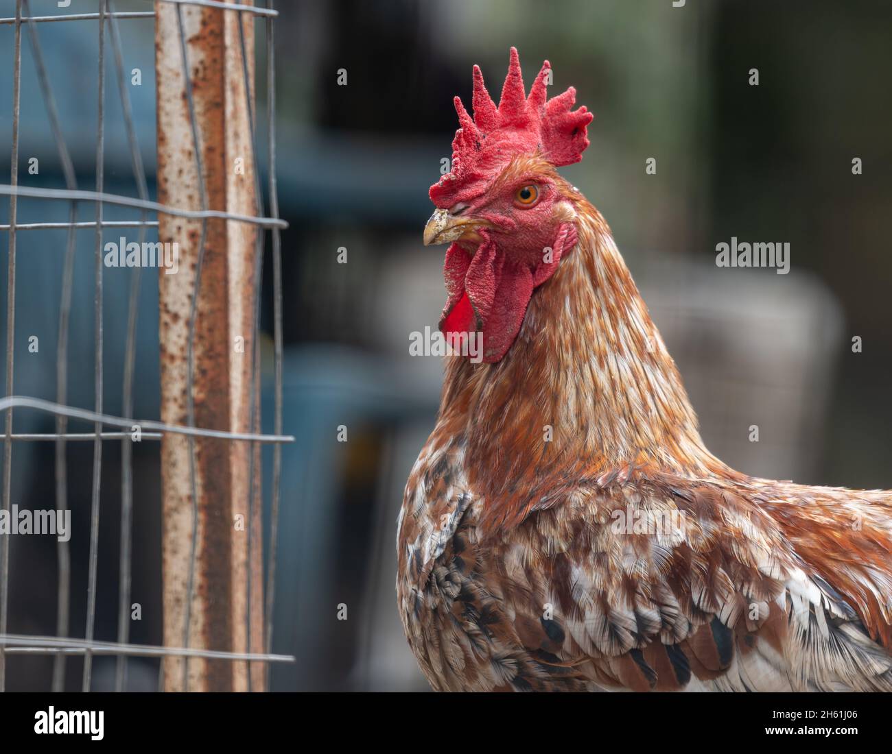 Close up of a cockerel in a village farmyard Stock Photo - Alamy