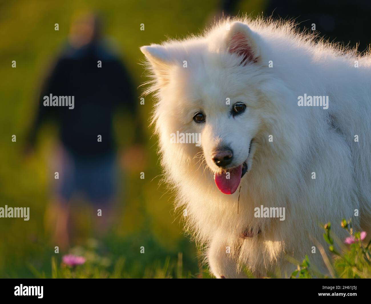 Samoyed running in grass hi-res stock photography and images - Alamy