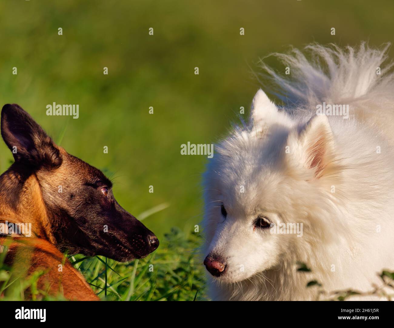 Belgian Shepherd and a Samoyed dog playing with each other in the grass ...