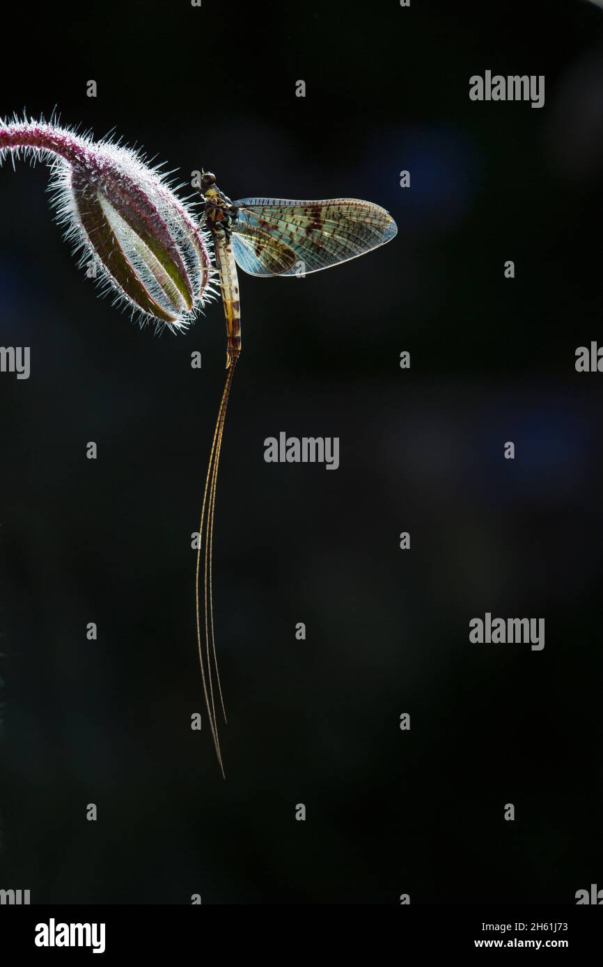 Mayflies aquatic insects hi-res stock photography and images - Alamy