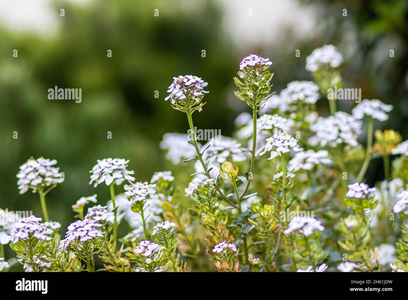 Evergreen candytufts hi-res stock photography and images - Alamy