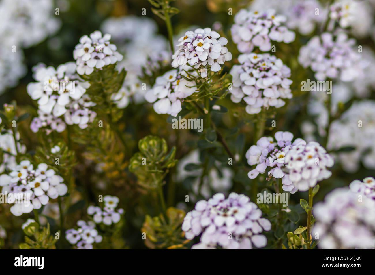 Evergreen candytufts hi-res stock photography and images - Alamy