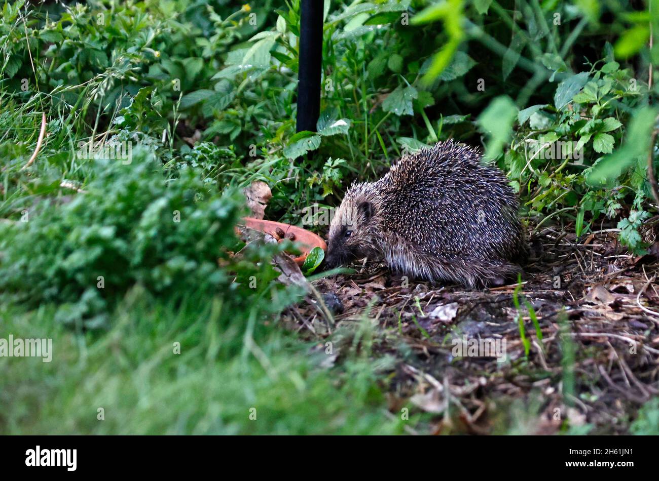 Hedgehog feeding in the garden Stock Photo - Alamy