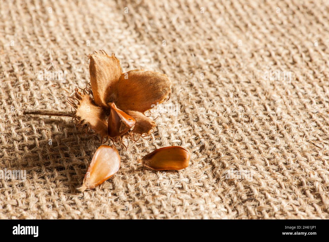 Low angle close-up of an open beechnut fruit with three seeds on a ...